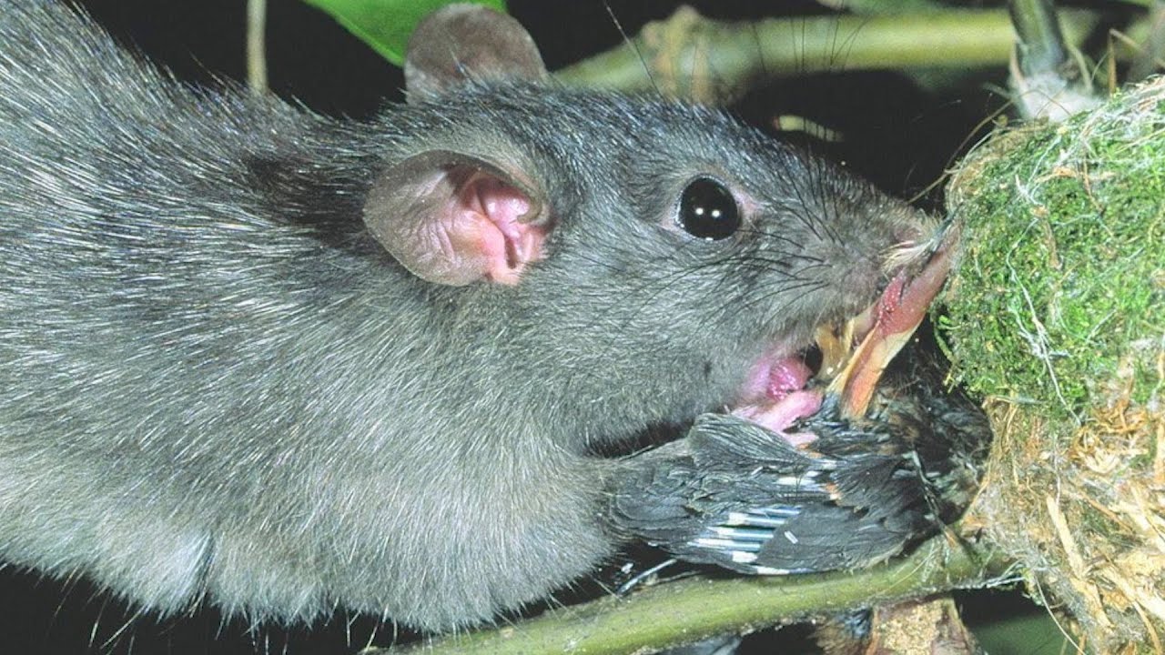 You dirty rat — New Zealand wants to wipe out the pests to save native ...