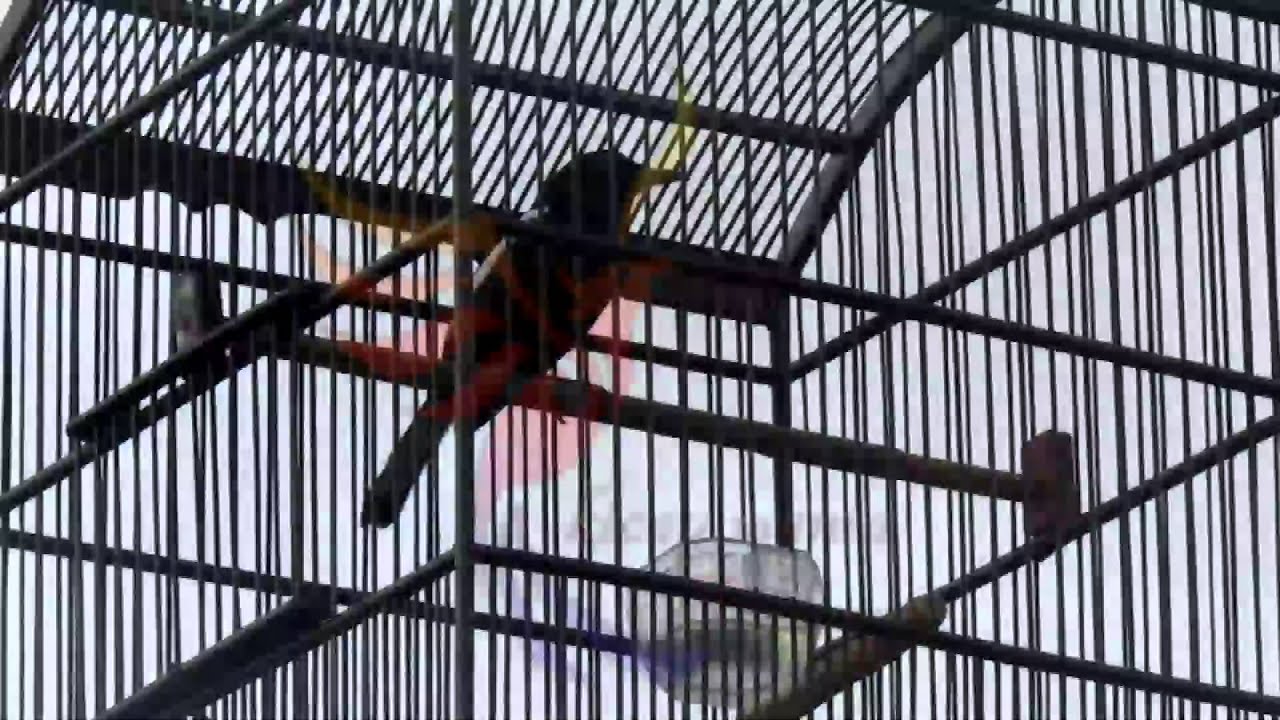 Suara Masteran Kacer Pikat Gacor Mantap Bro (Magpie Robin) - YouTube