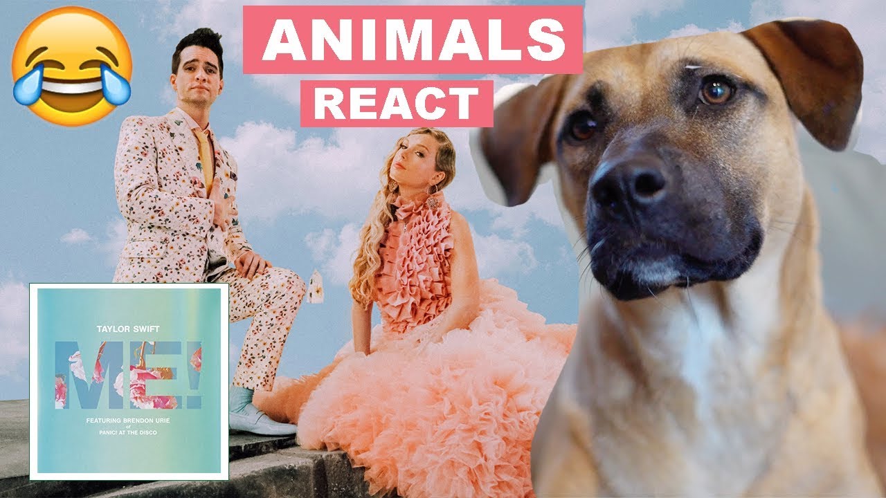 Animals REACT to Taylor Swift's ME! Video [FUNNY] - YouTube