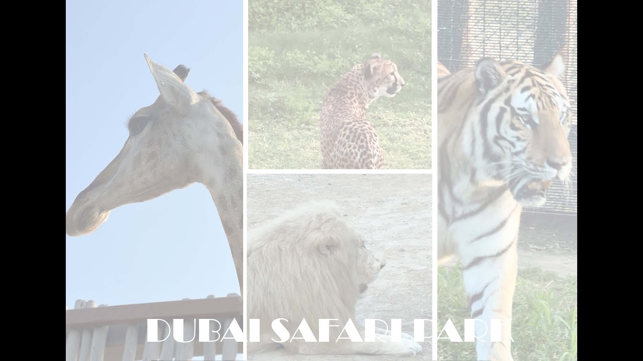 Dubai Safari Park | Learn/Explore new things | Animals | Best places in ...