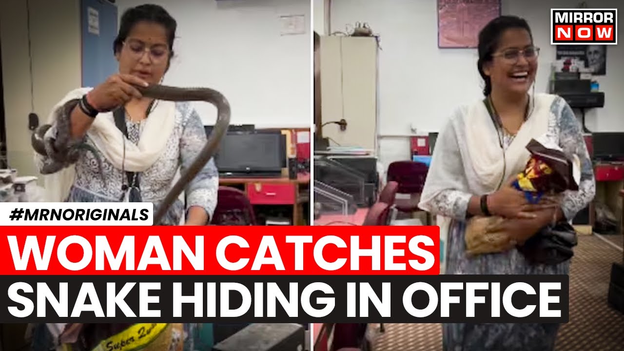 Viral Video | Fearless Woman Catches Snake Hiding Behind An Office ...