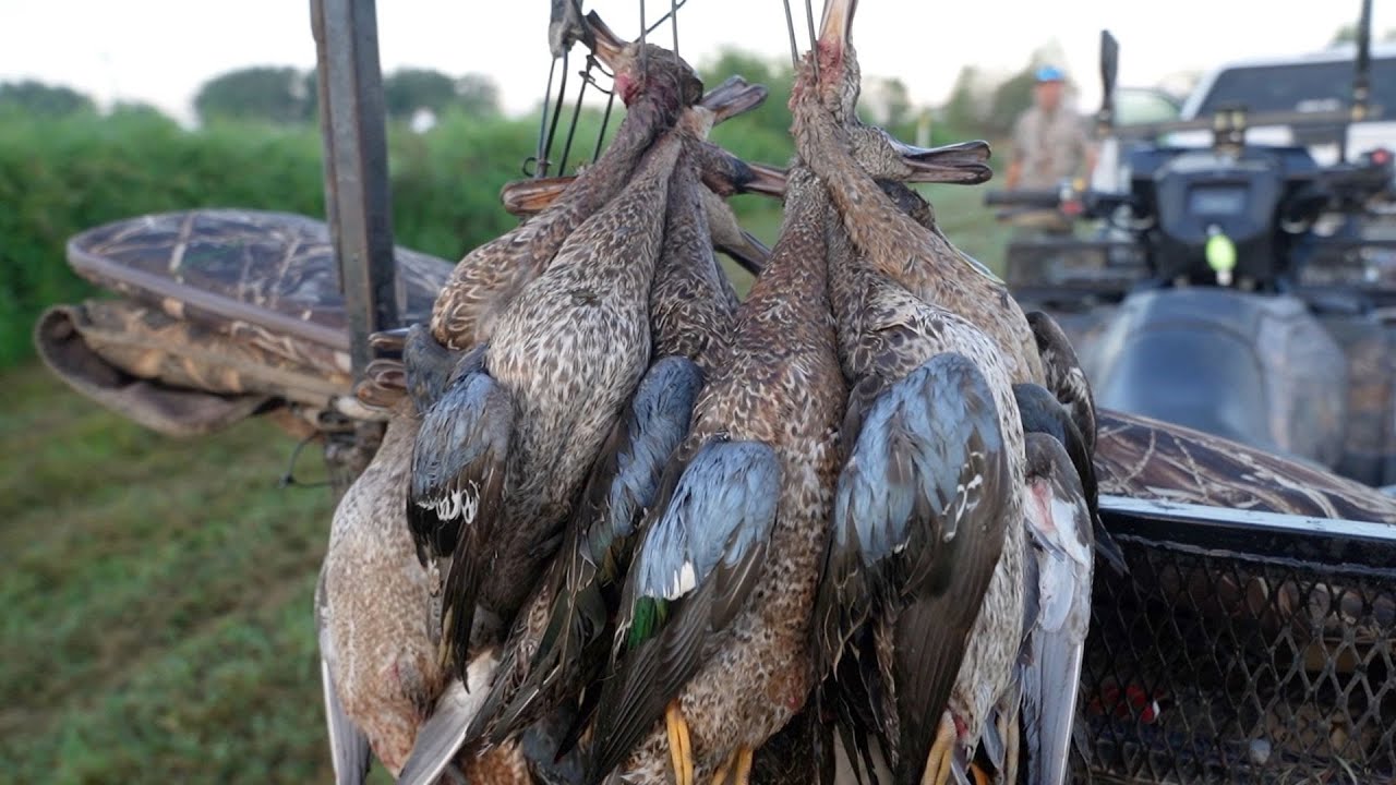 Gran Caza De Patos En Pantano ( Cast And Blast,Texas 2024) - YouTube