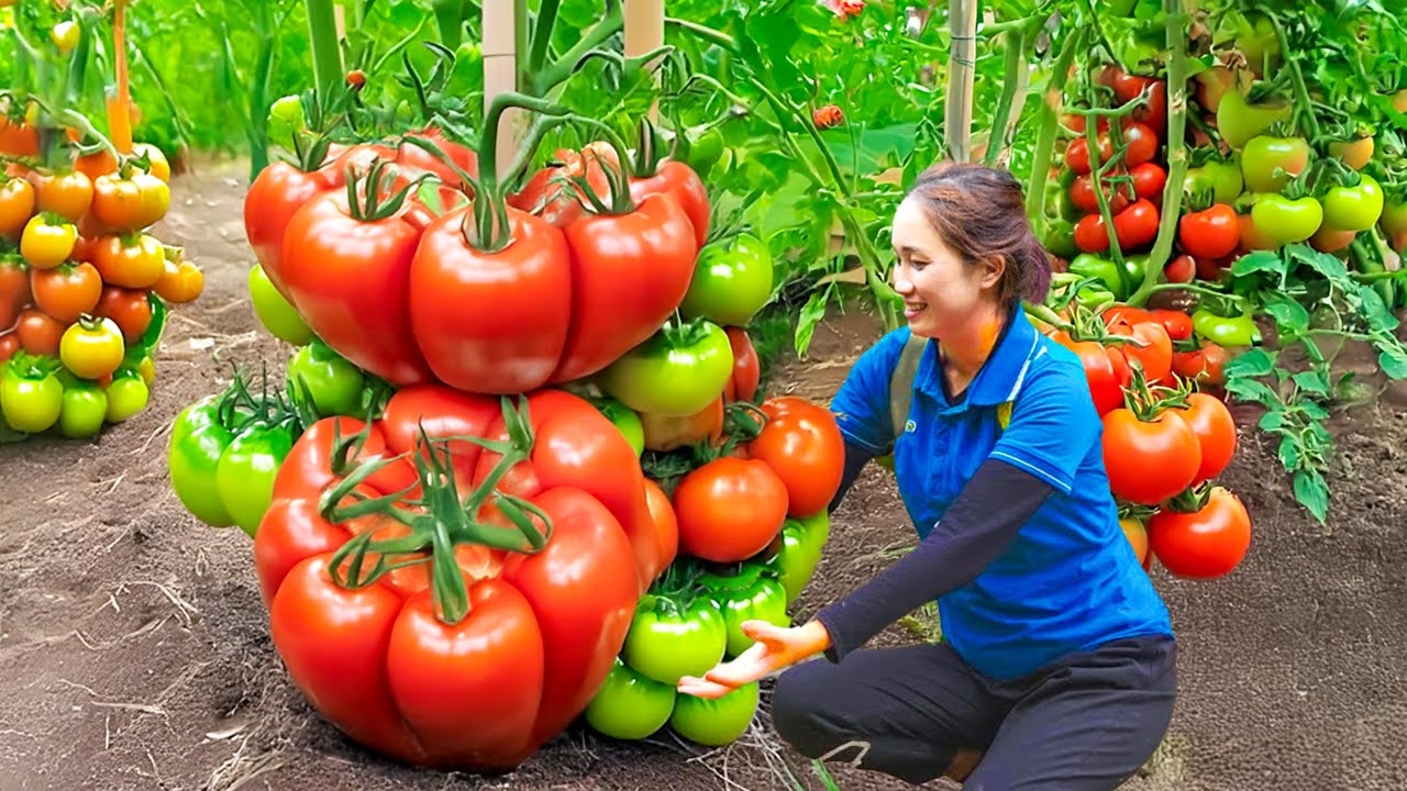 Amazing, How Women Harvest Alaska Tomato, The type of tomato that ...