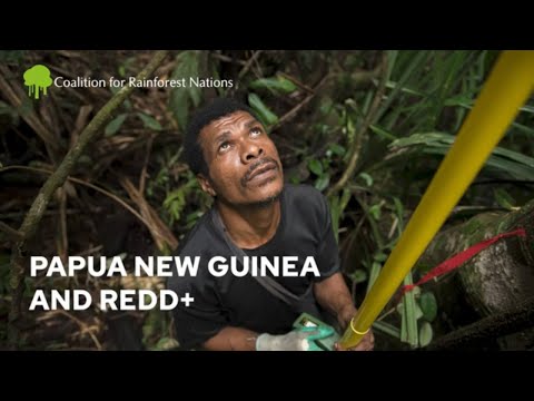 The Importance of REDD+ to Papua New Guinea's Rainforests