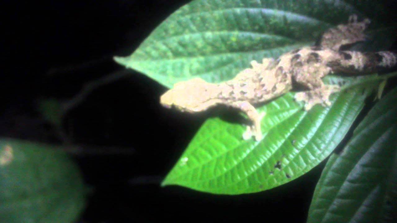 Gecko in a leaf (La Selva - Costa Rica) - YouTube