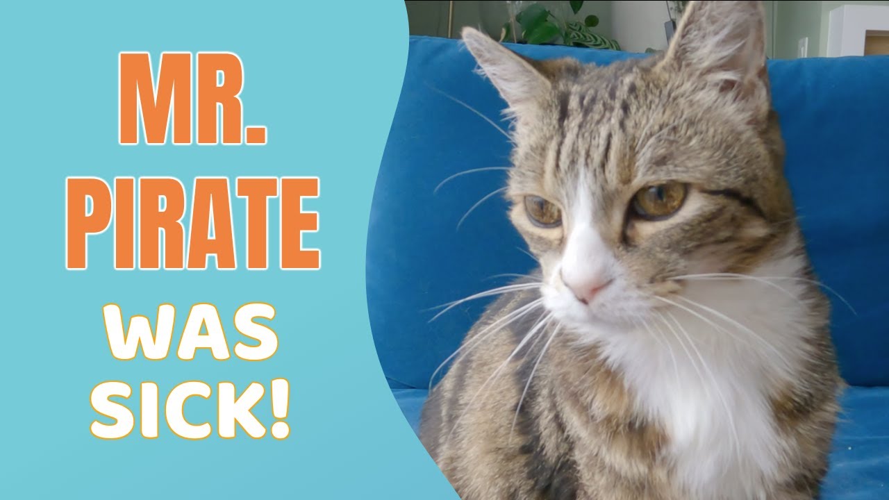 Mr. Pirate Health Update - YouTube
