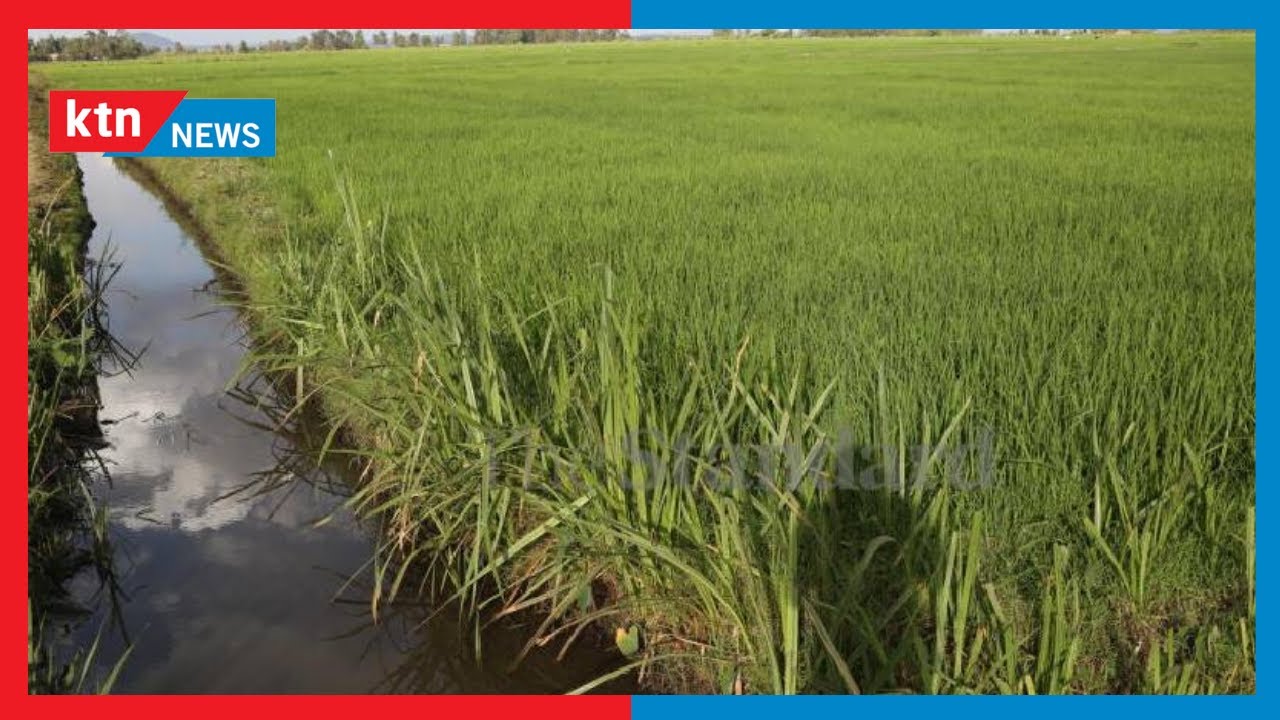 The history behind Mwea irrigation scheme - YouTube