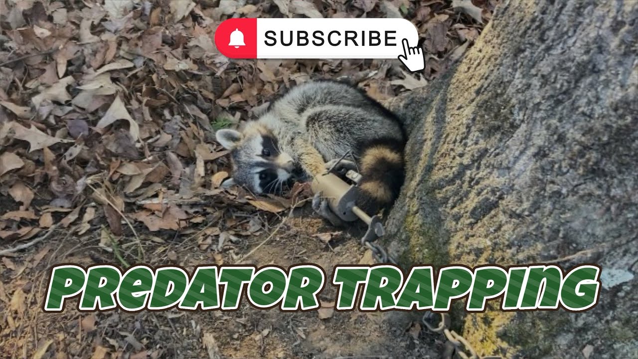 PREDATOR TRAPPING ep. 4 - YouTube