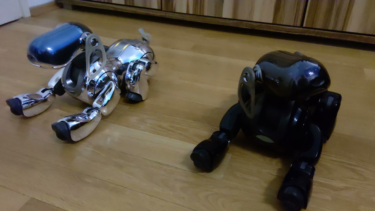 Sony Aibo ERS-7 Silver and Black Edititon - YouTube
