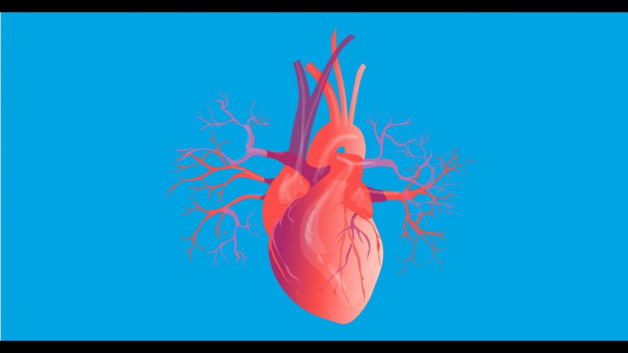 CVS HEART (Part 3) - YouTube