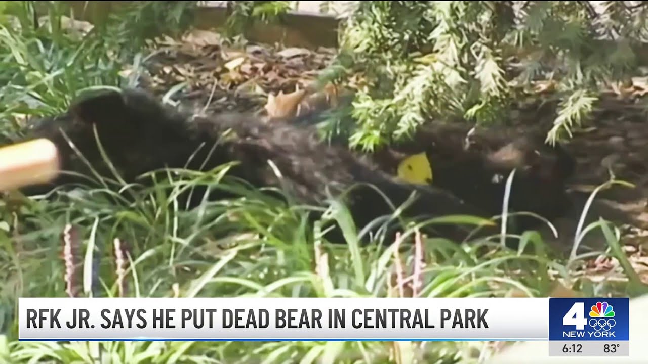 RFK Jr. says he put dead bear in Central Park | NBC New York - YouTube