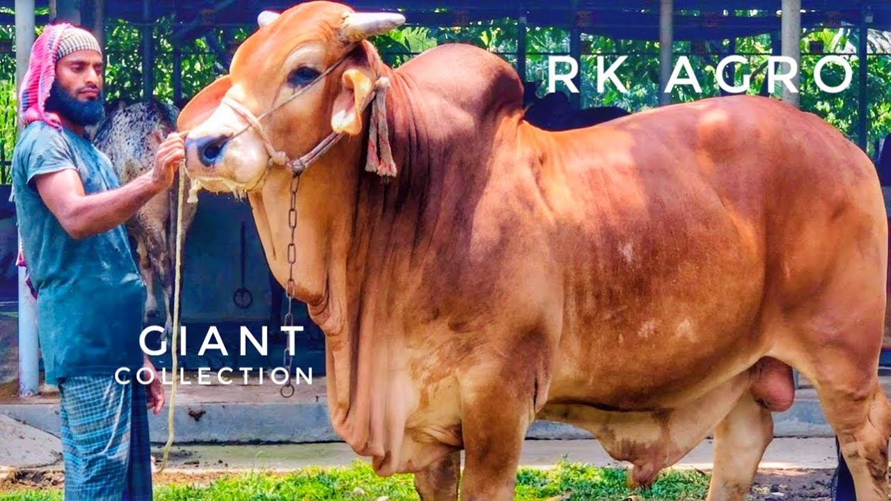 All The Big Giant Bulls | RK - Agro Exclusive 2021 Collection | Sibbi ...