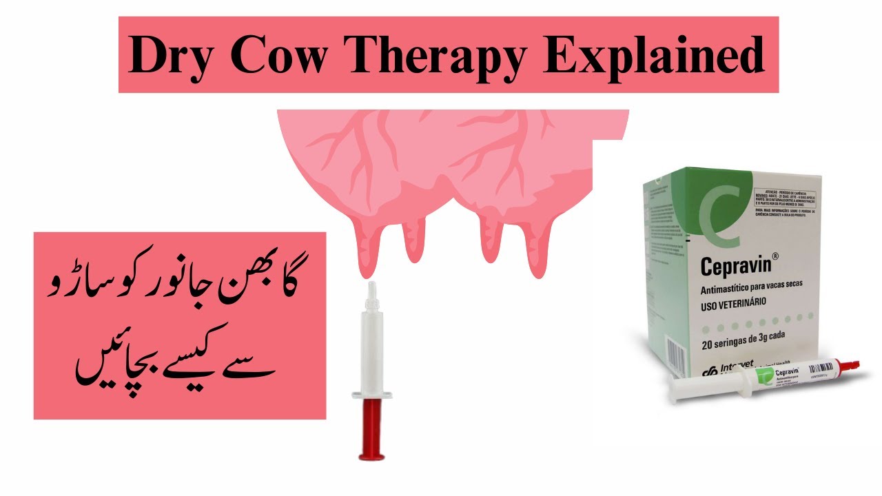 "Dry Cow Therapy Explained 🐄💉 | Ultimate Guide to Mastitis Prevention ...