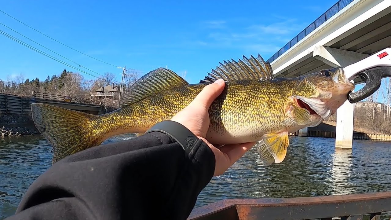 Urban fishing for river walleye! Early spring walleye fishing - YouTube
