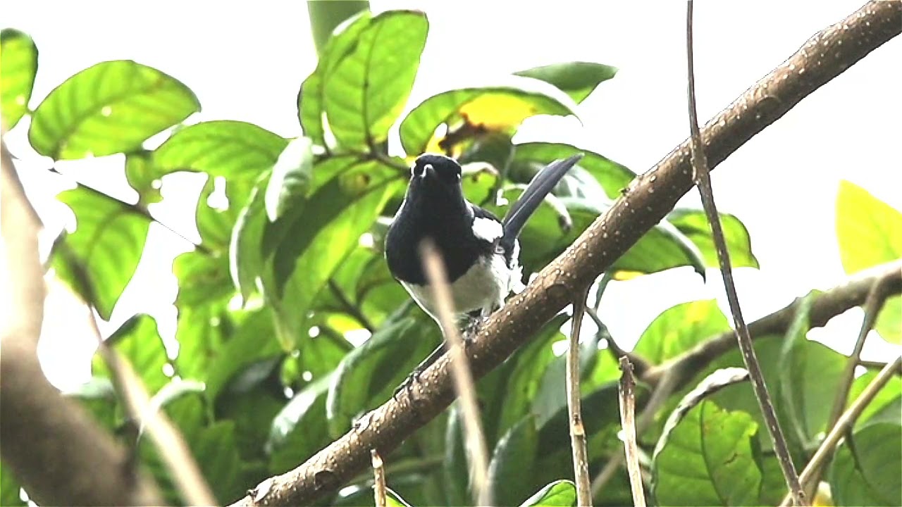 One of the Songs & Two of the Calls of Philippine Magpie-Robins - YouTube