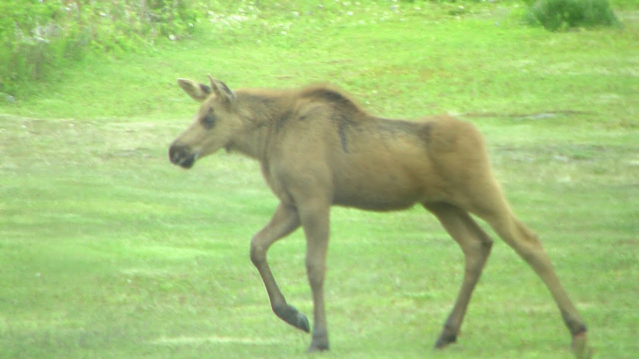 2017 Newborn Moose Calf 0.50 min https://youtu.be/MN0zvK74JAI - YouTube