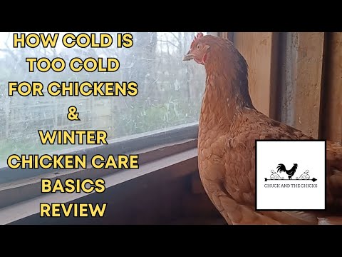 How Cold Is Too Cold For Chickens, Winter Care Basics Review