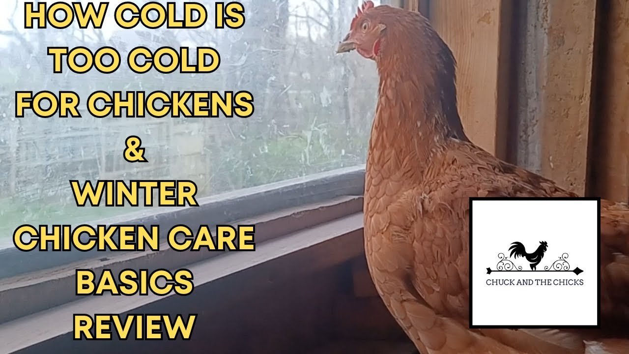 How Cold Is Too Cold For Chickens, Winter Care Basics Review - YouTube