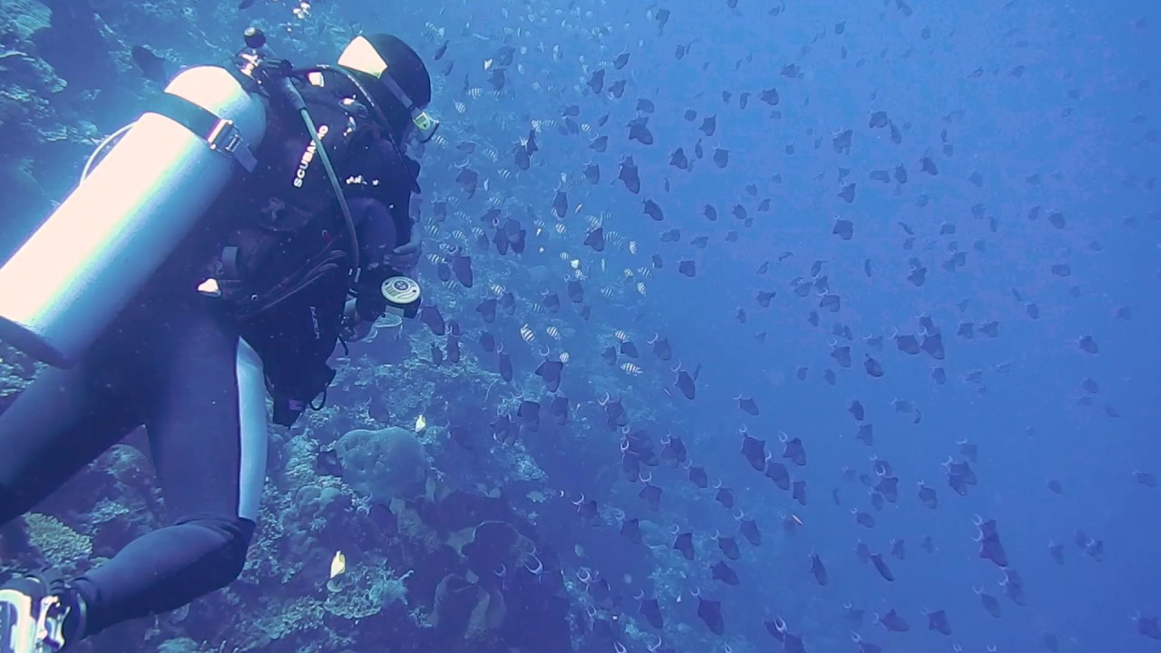 Deep sea diving marine life lot of fish - YouTube