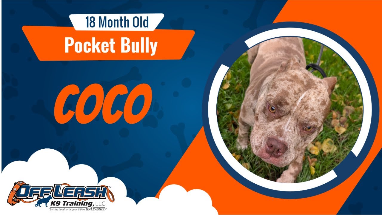 best-pocket-bully-dog-training-coco-dog-training-in-london-youtube