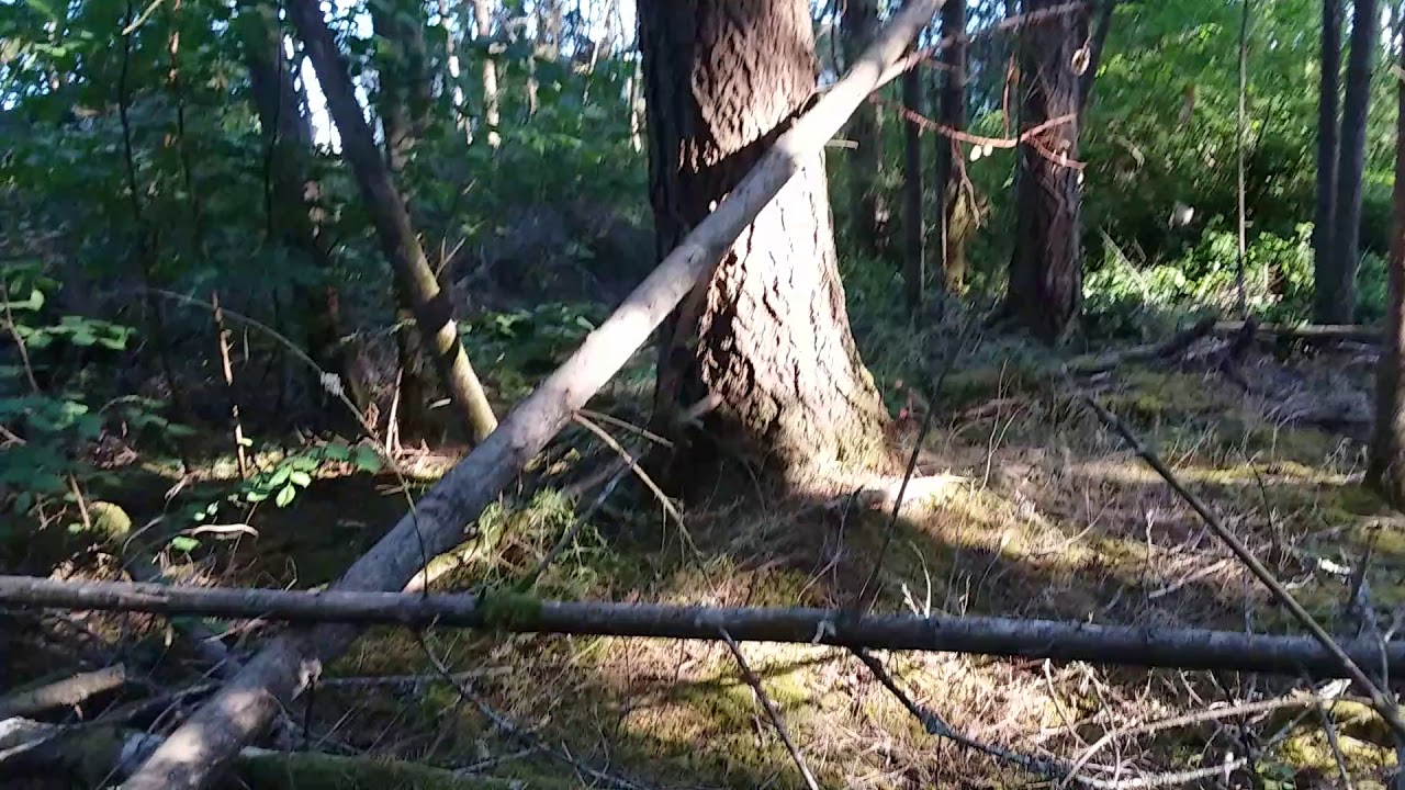 Sasquatch and Tree Markers - YouTube