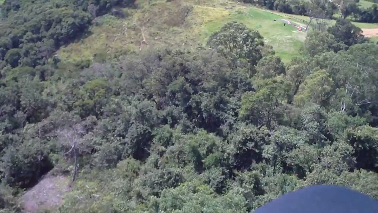 Flowers of Brazil- 40 meters tall tree - YouTube