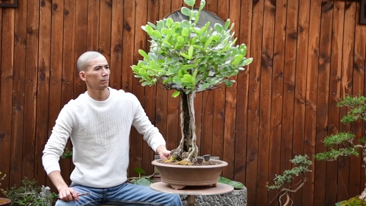 Hackberry pruning, what do you think? - YouTube