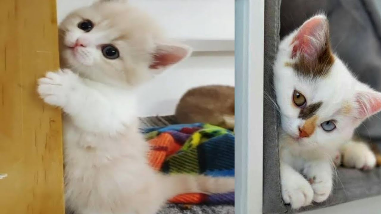 7 Sounds Cats Make and What They Mean 😅 - YouTube