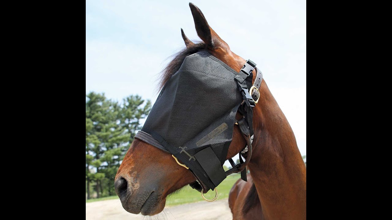 Equivisor Fly Mask - YouTube