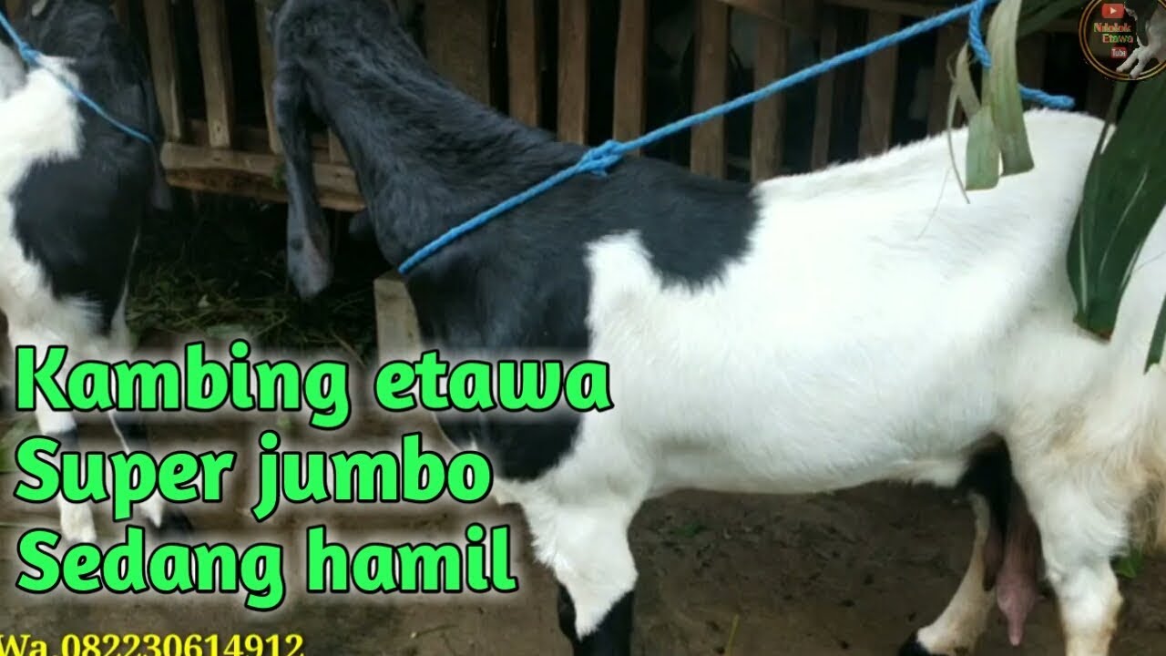 Harga kambing etawa super jumbo sedang hamil - YouTube