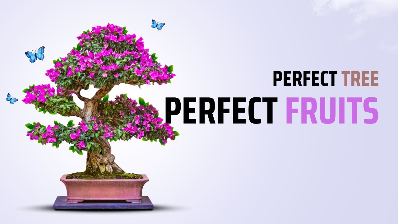 The Perfect Tree With Perfect Fruits | Aps. Anarfi Kwarteng - YouTube