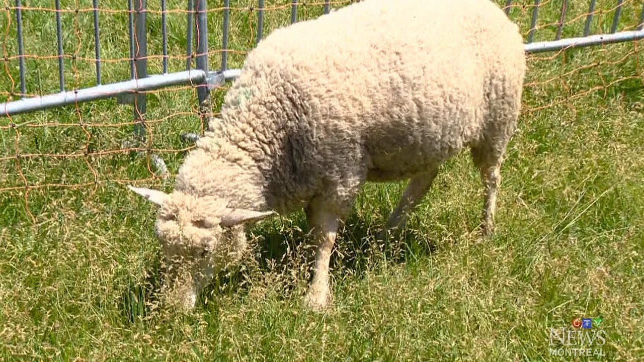 City sheep: Project to get sheep in Montreal parks - YouTube