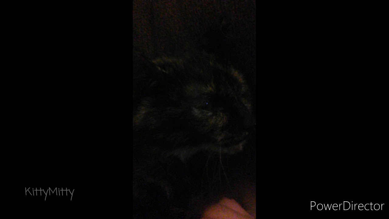 RIP Steve cash.. ️(from talking kitty cat series) - YouTube