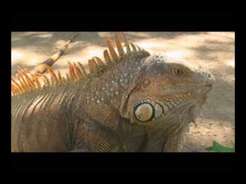A School trip to The Iguana Farm on Roatan - YouTube