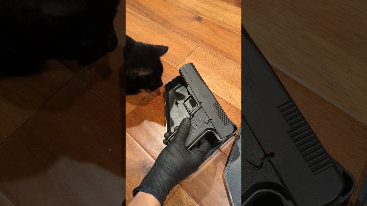 When You Have Inquisitive Pets | Stallard Maverick JS-9 | 1st Ever Hi ...