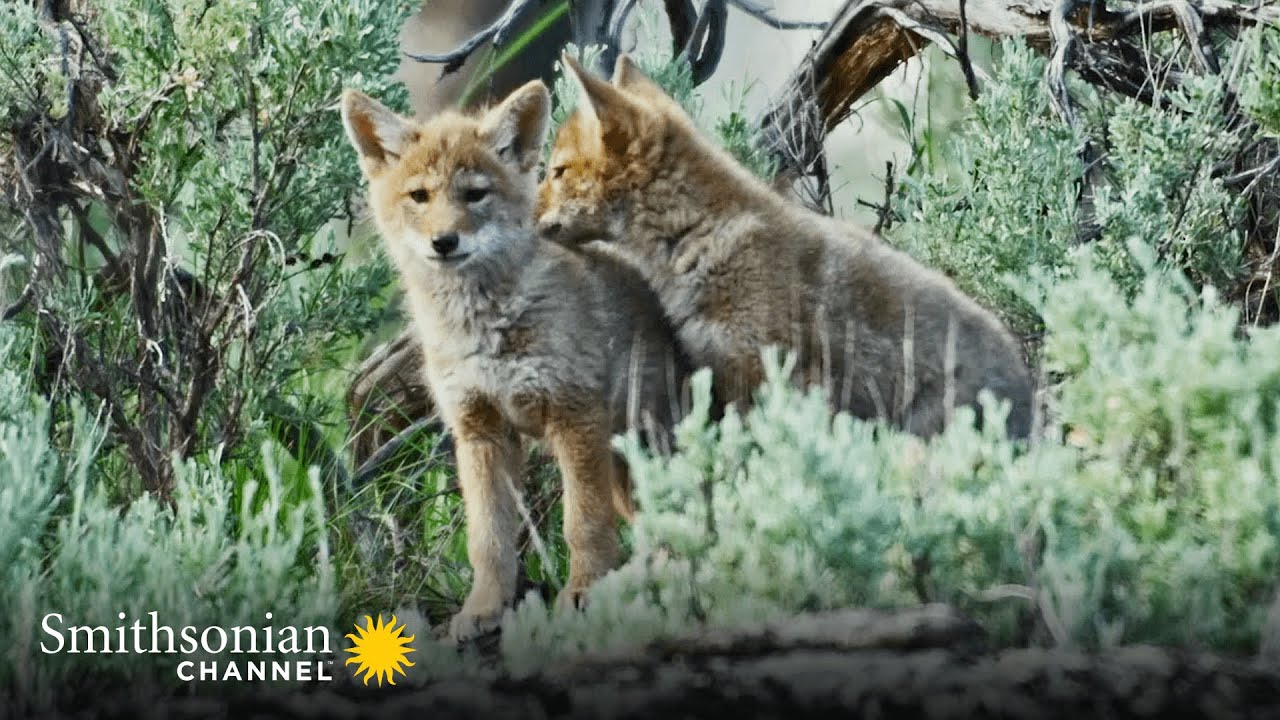 How Coyotes Cope w/ Bigger Predators 🐺 Epic Yellowstone | Smithsonian ...