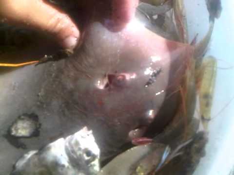 anak sekolah tingkat smp maen buka bukaan