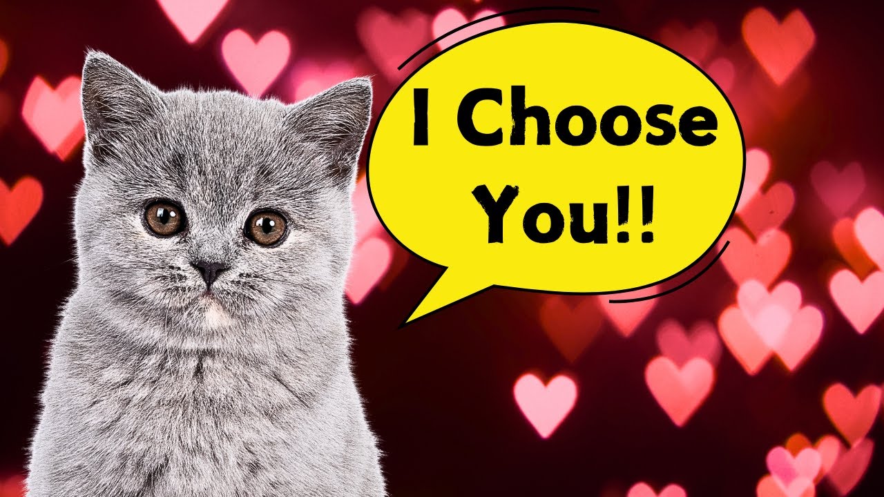 Top 10 Ways That Cats Choose Their Humans - YouTube