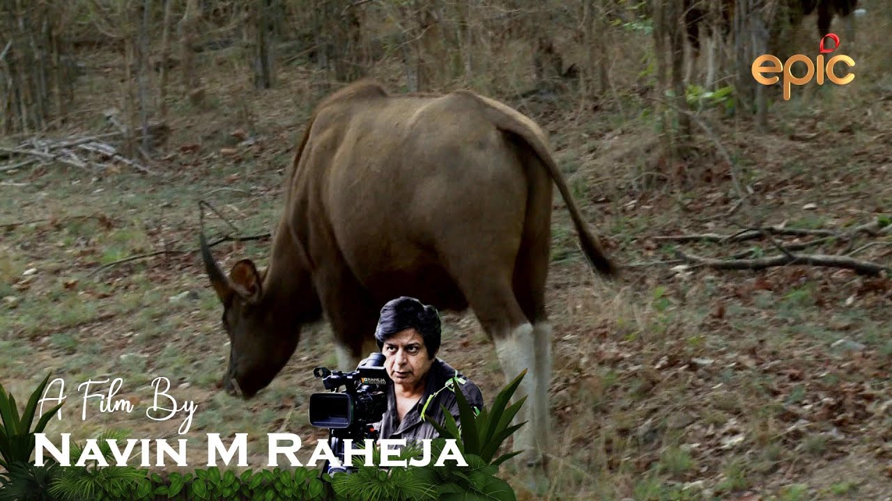 A Jewel Called Kanha - A film by Navin M Raheja - YouTube