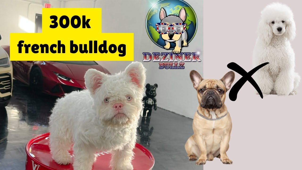 300k French Bulldog | Floodle french bulldog - YouTube