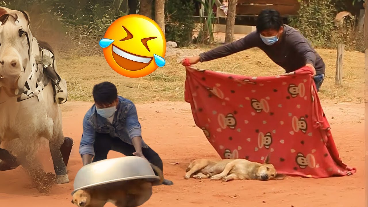 Epic Dog Pranks 😂 | Hilarious Reactions You Can’t Miss! - YouTube