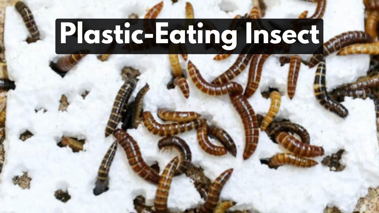 Plastic-Eating Insect Discovered in Kenya: The First of Its Kind in ...
