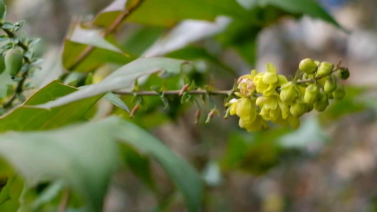 Fujifilm X30 Sample Video