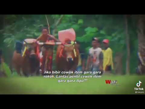 qoutes kerapan sapi keren 29 detik