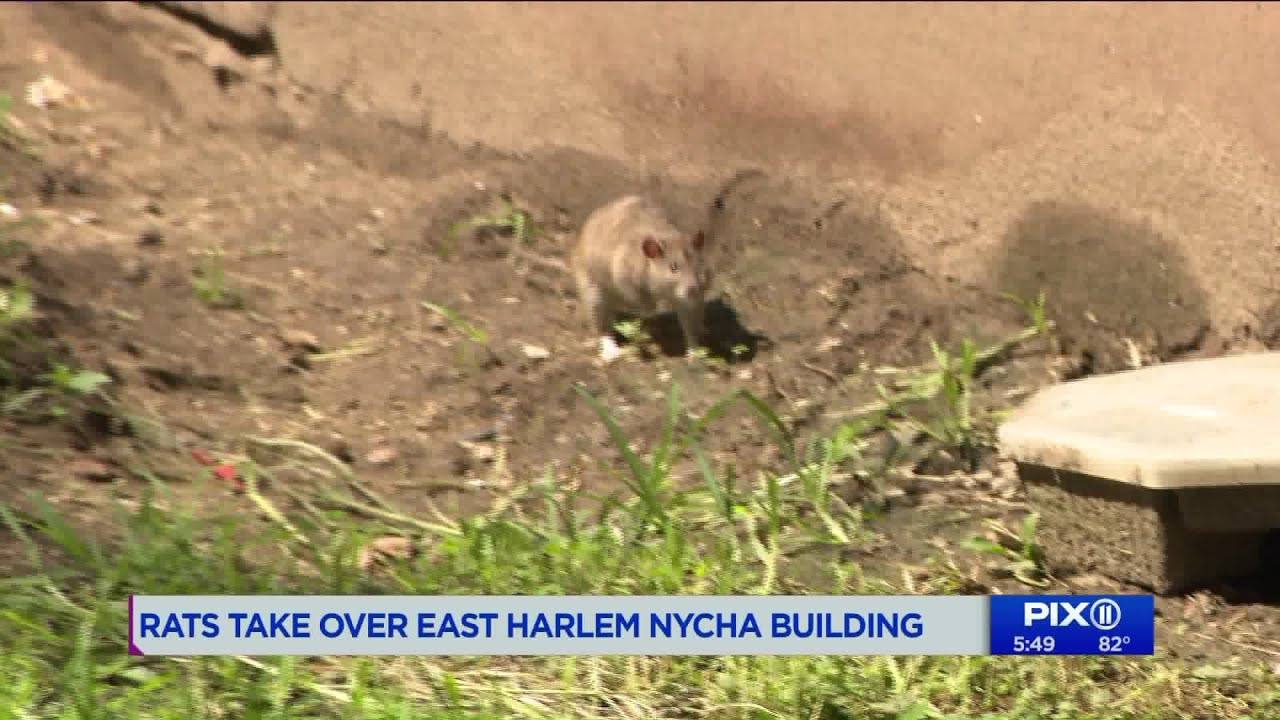 Rats take over East Harlem NYCHA building - YouTube
