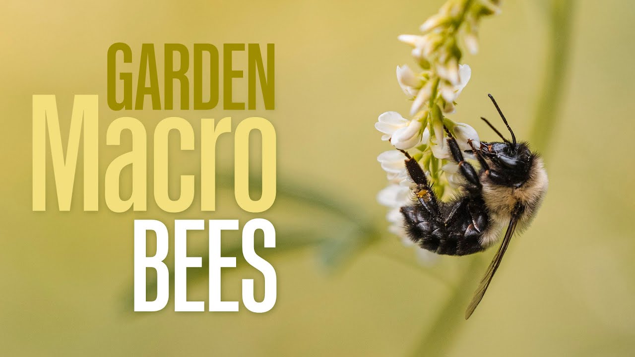 Macro Photography + Video / Bees in the Garden - YouTube