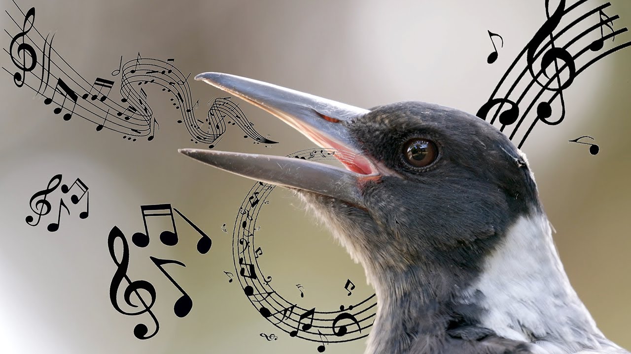 Australian Magpie Songs: Juvenile Practising Vocalisations - YouTube