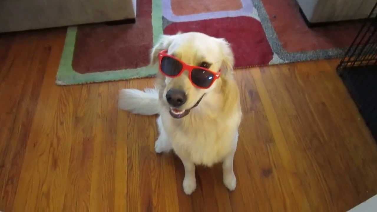 Cute Golden Retriever Dog Wearing Sunglasses Practices Walking To Me ...