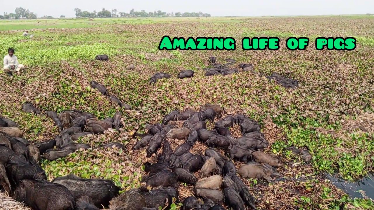 bangoli animals video.cattlemans are pig grazing in our village garden ...