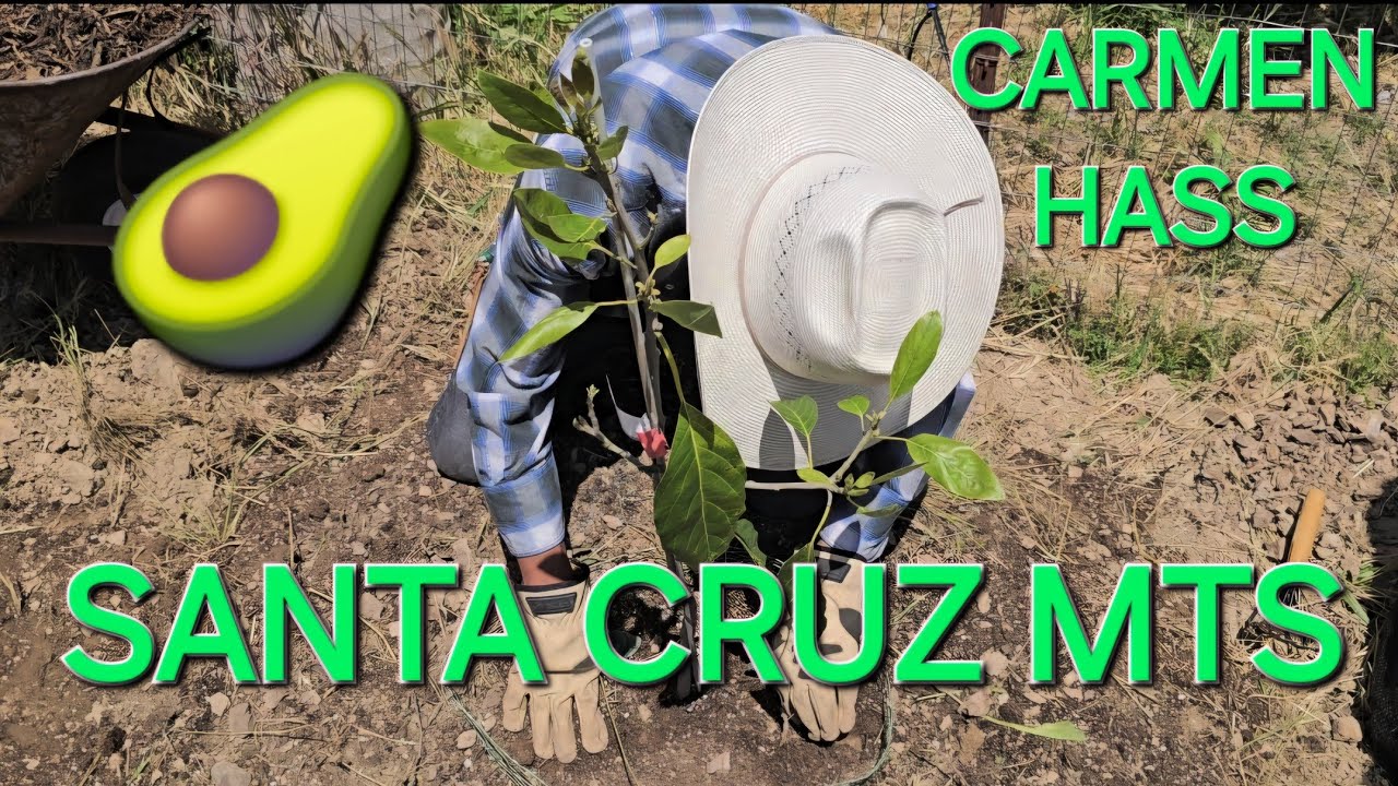 PLANTING A CARMEN HASS/MENDEZ AVOCADO TREE IN SANTA CRUZ MOUNTAINS ...